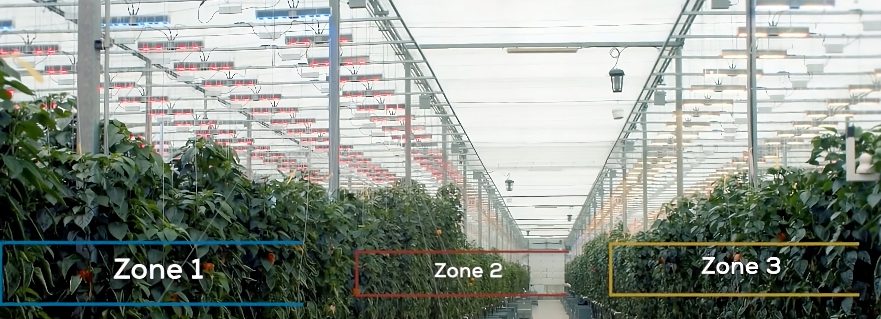Multi-Zone Greenhouse Lighting: A Practical Guide to Advanced Dynamic LEDs - Sollum Technologies